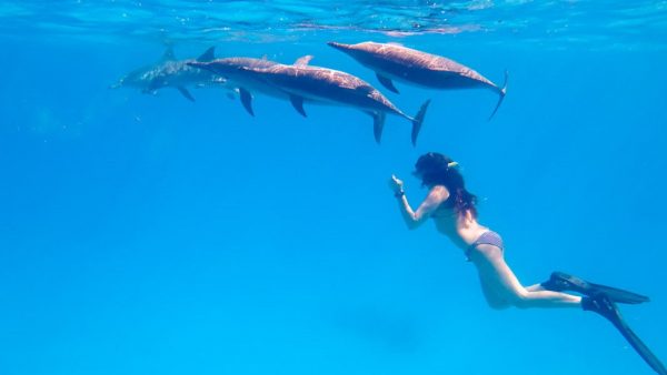 Diving With Dolphins