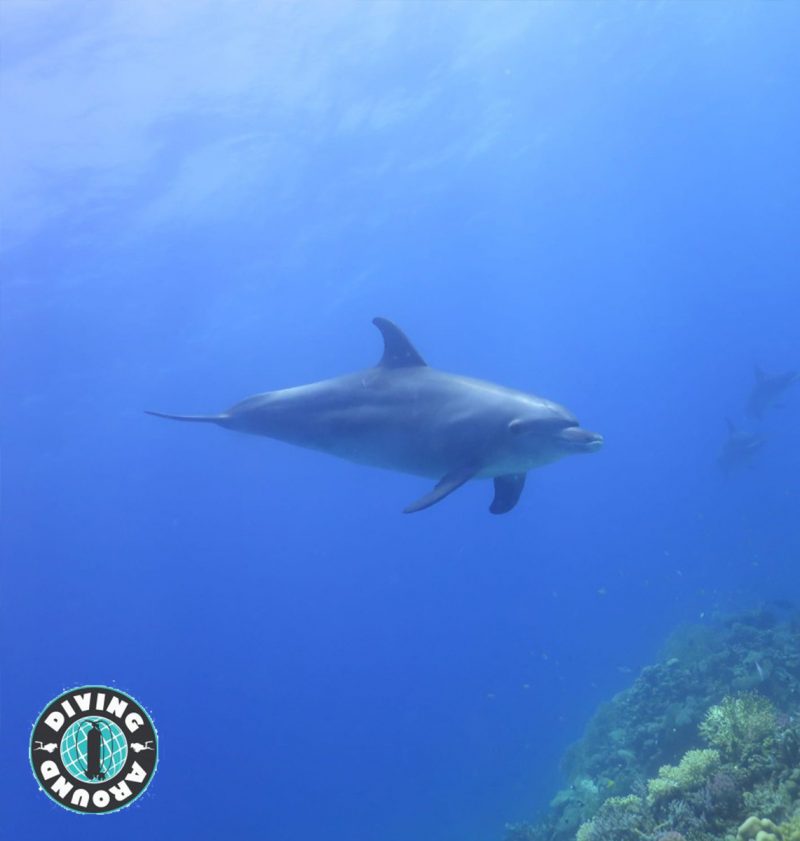 Dive Locations | Hurghada Diving