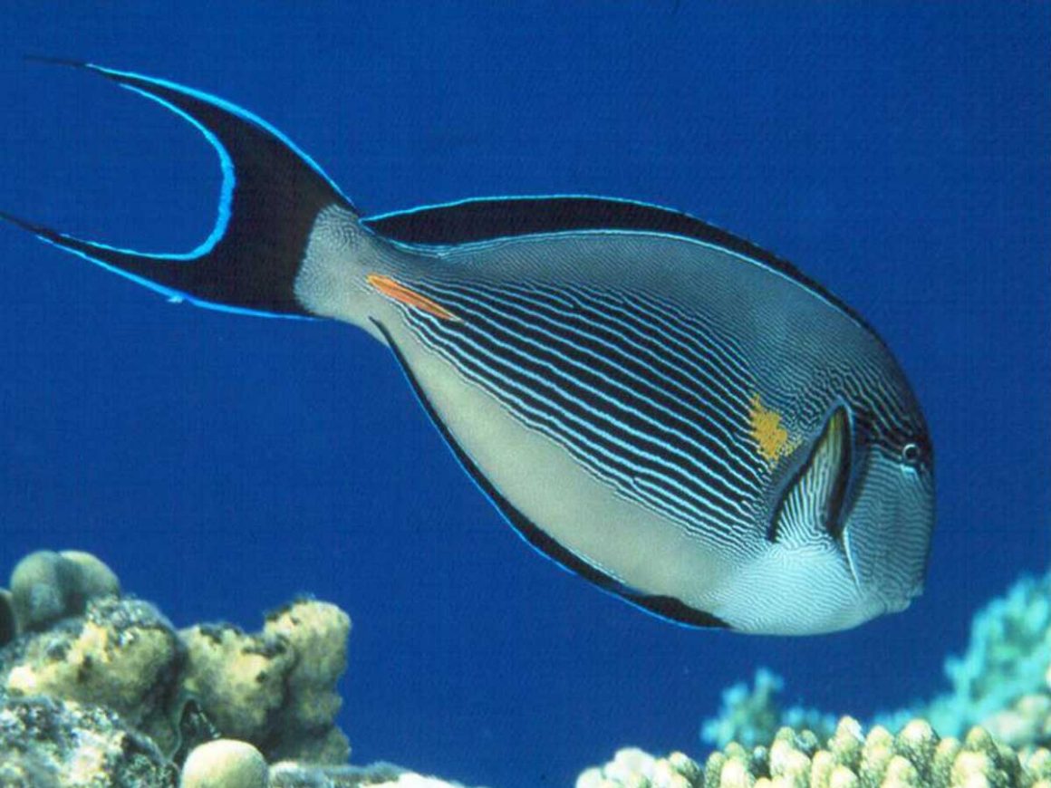 Endemic Fishes of the Red Sea Hurghada Dive Guide