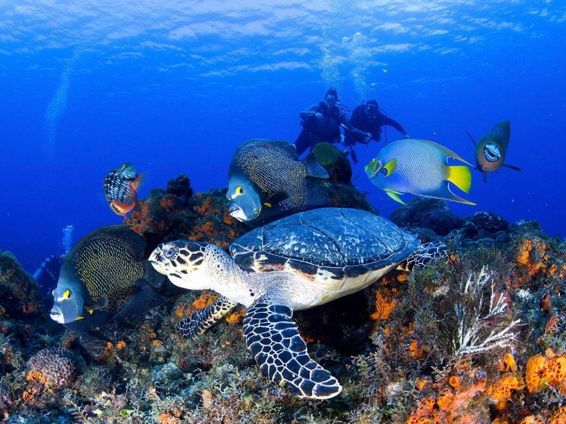 Practice Diving in Egypt Red Sea Full Dive Guide