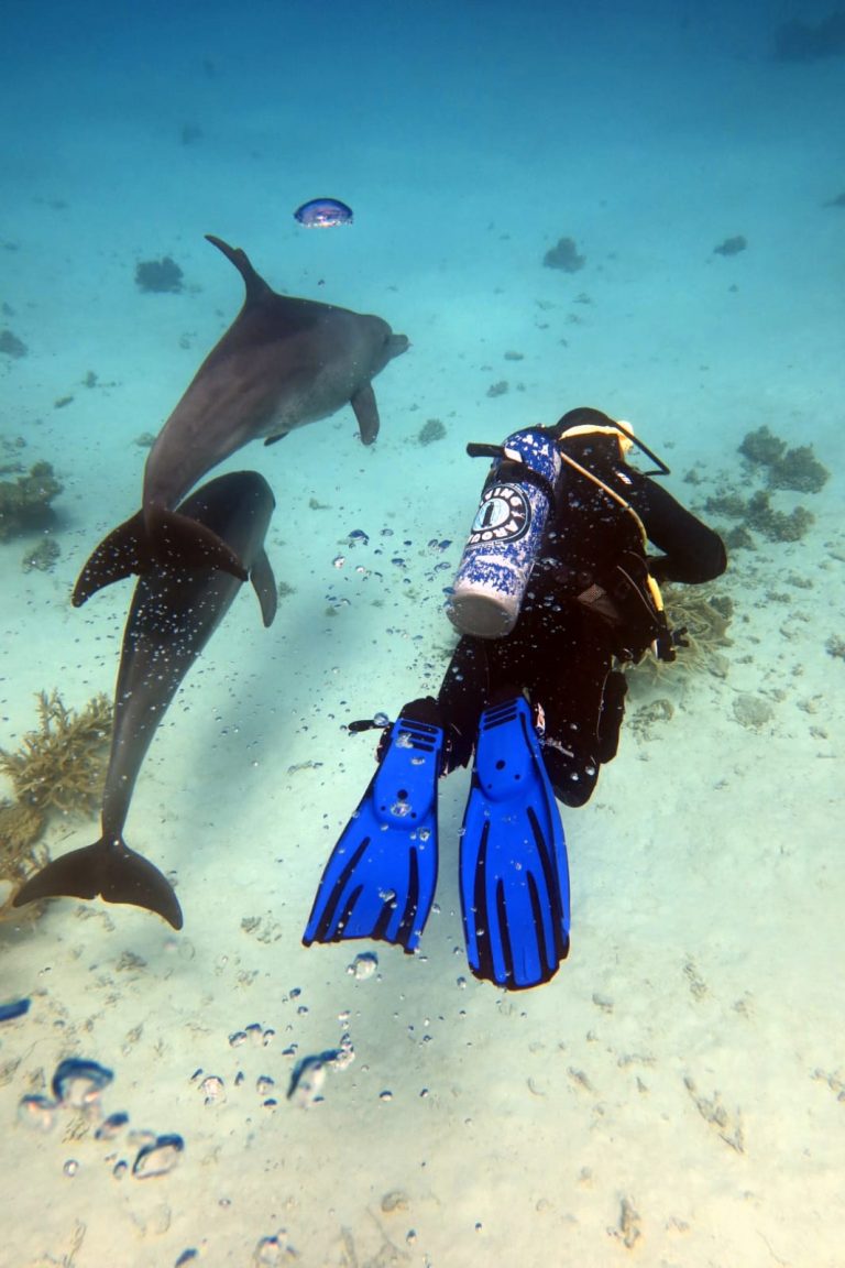 Hurghada Daily Diving Experience - Diving Trips & Dive Tours 2025